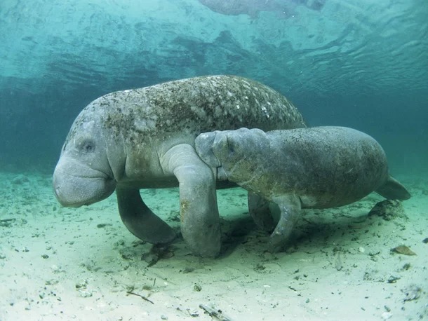 CURIOSIDADE DO DIA - Cientistas declaram a extinção do Dugongo, o ...